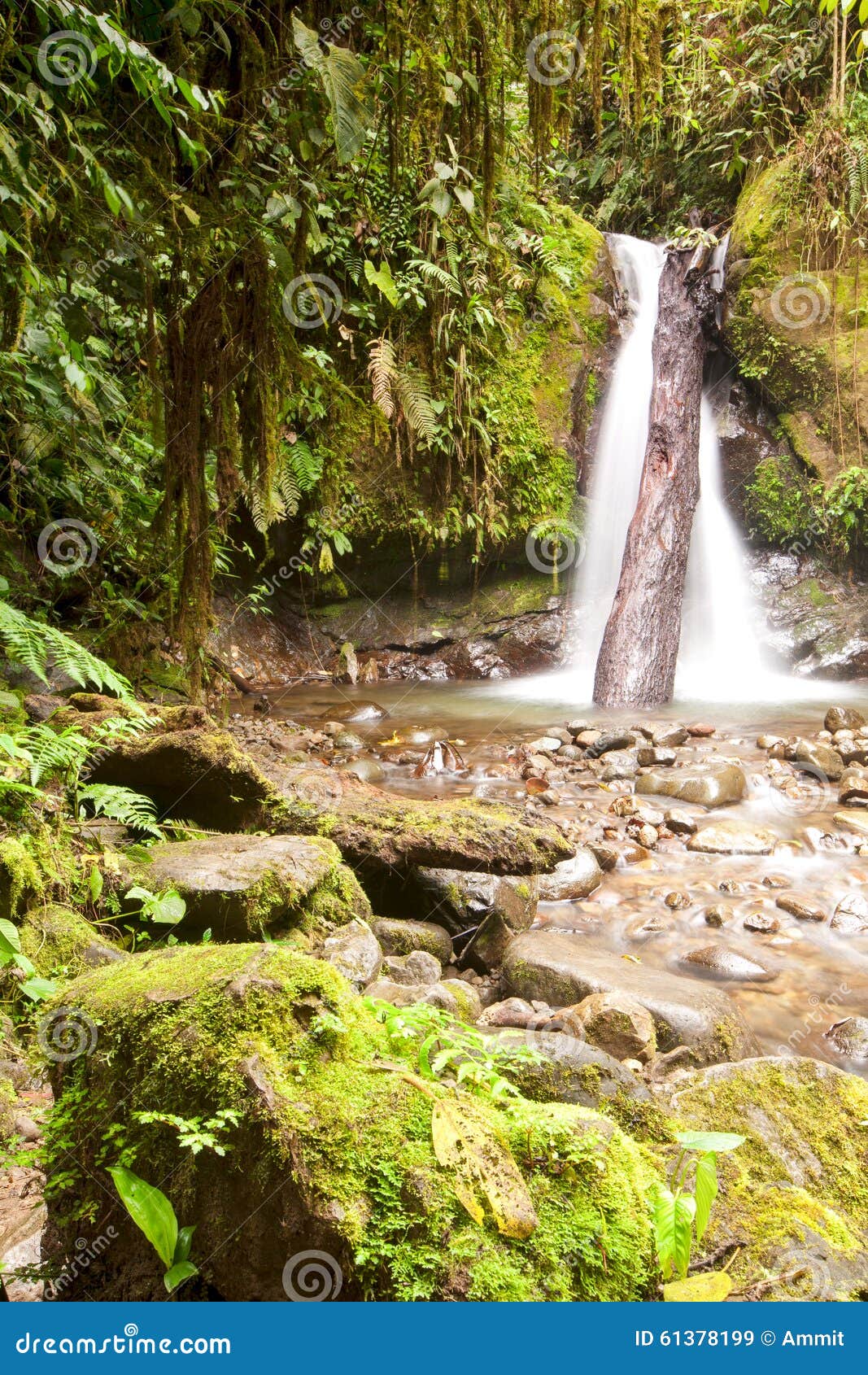 Small Waterfall in Amazonian Rainforest Stock Image - Image of color ...