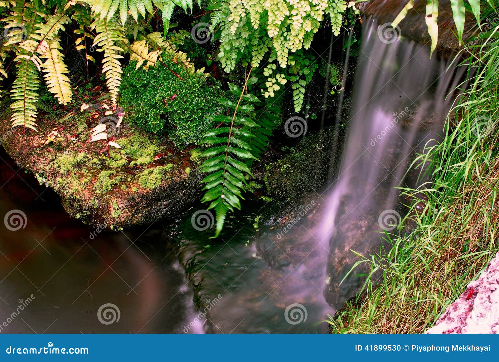 Small Waterfall and Carp Fish Stock Photo - Image of small, fern: 41899530