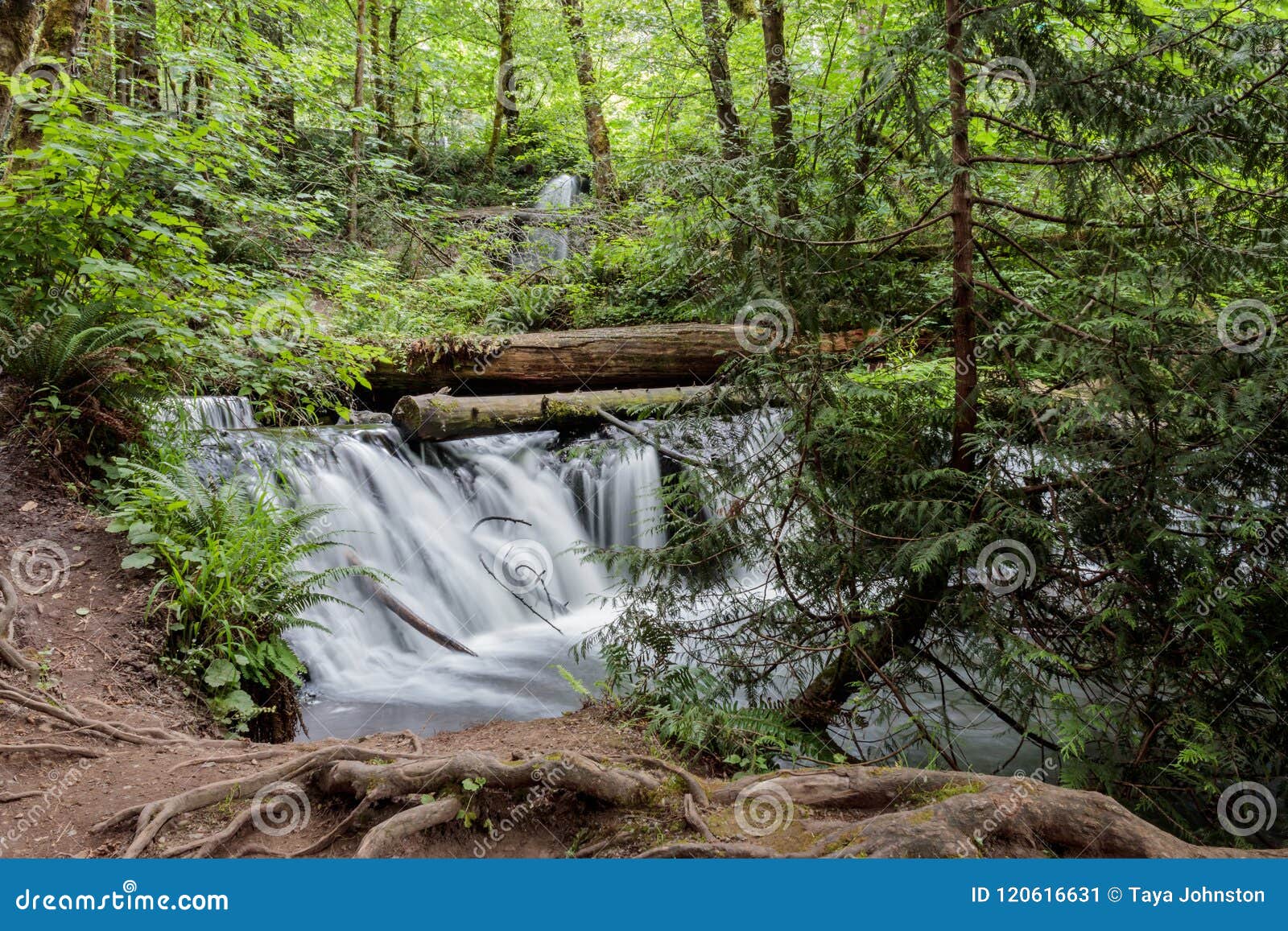 Small Waterfall Falling into Pools in Forest Stock Image - Image of ...