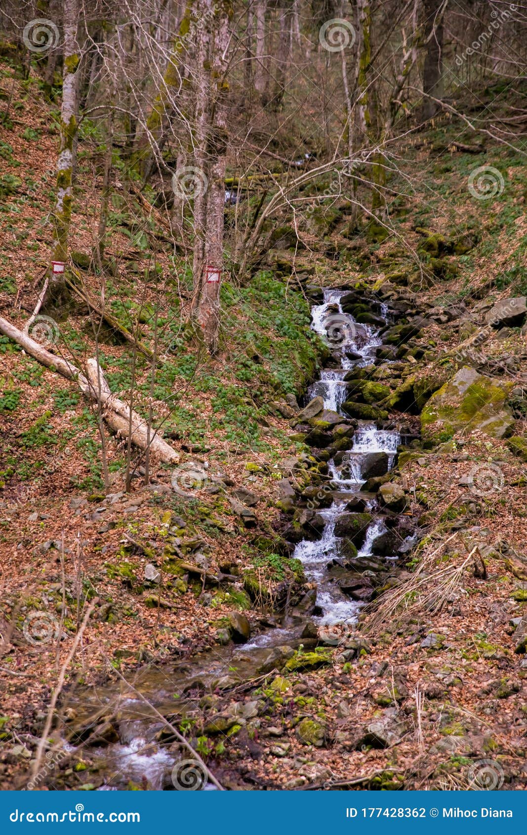 Small Waterfall in the Forest,natural Spring Water Stock Photo - Image ...