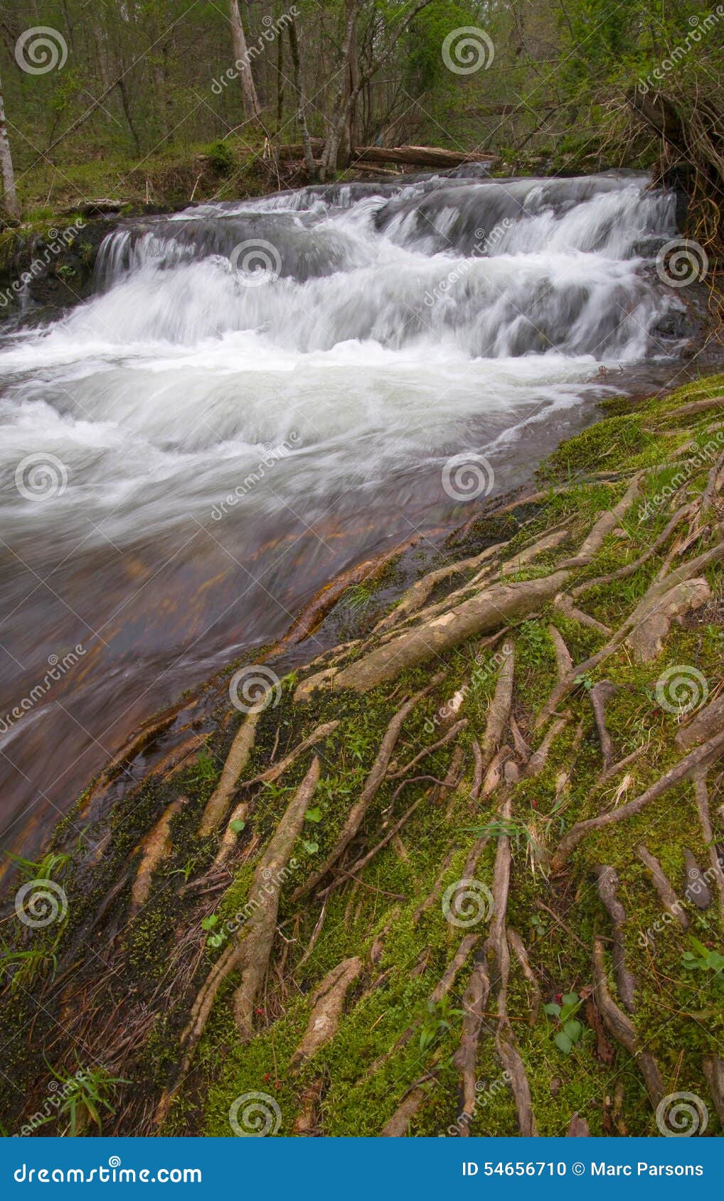 Small Waterfall through Mossy Tree Roots Stock Photo - Image of white ...