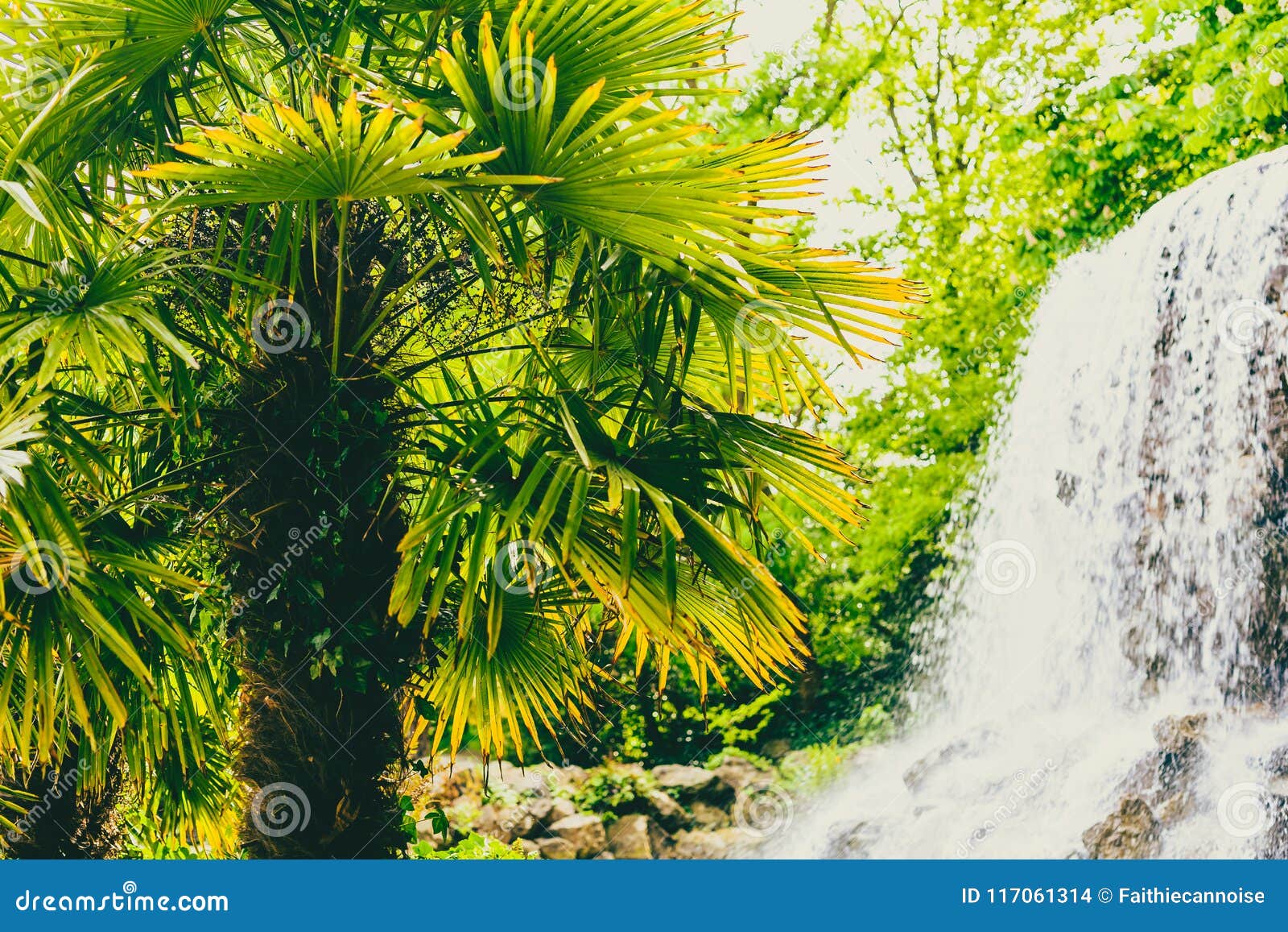 Small Waterfall with Palm Tree in Public Garden Stock Photo - Image of ...
