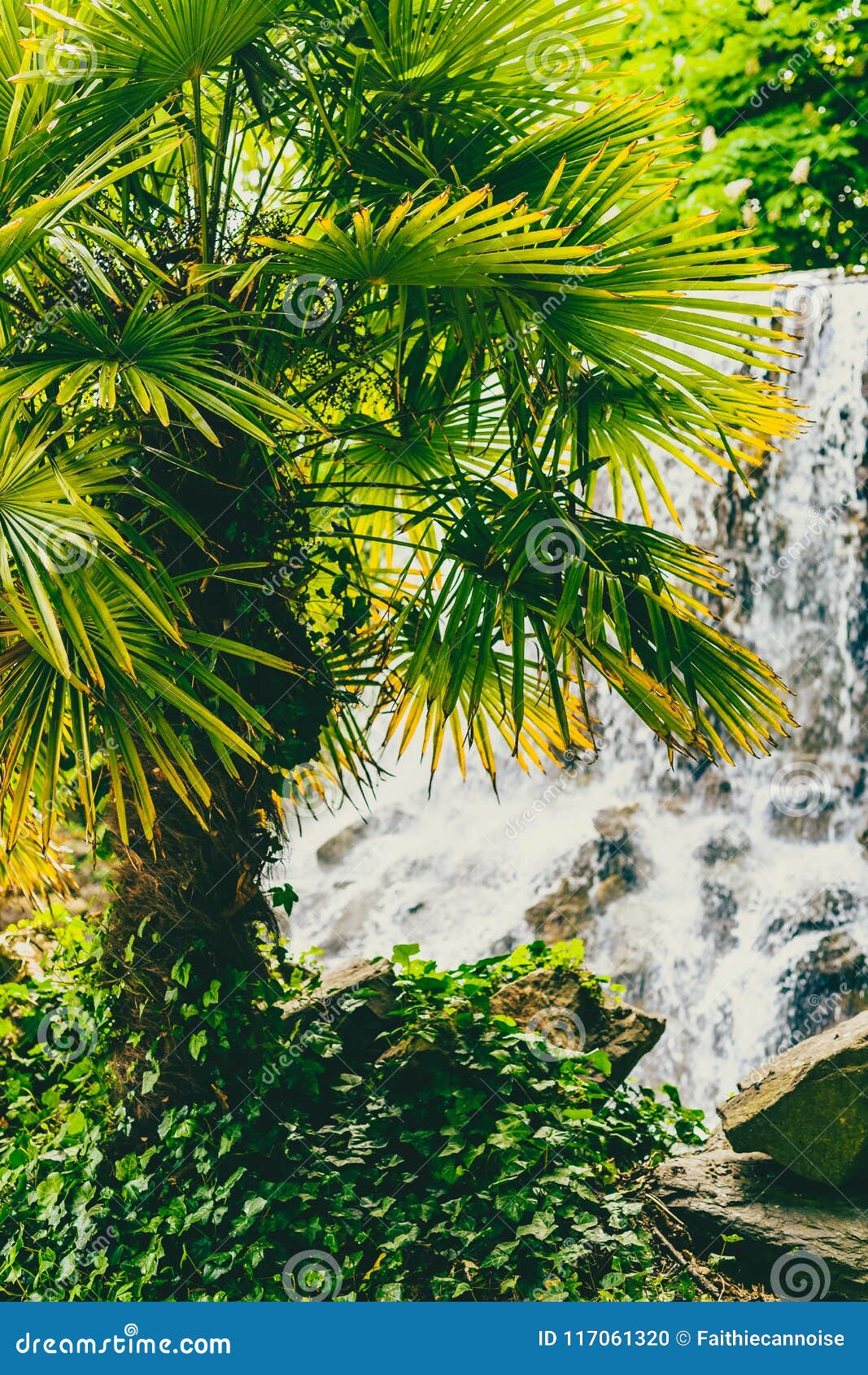 Small Waterfall with Palm Tree in Public Garden Stock Photo - Image of ...