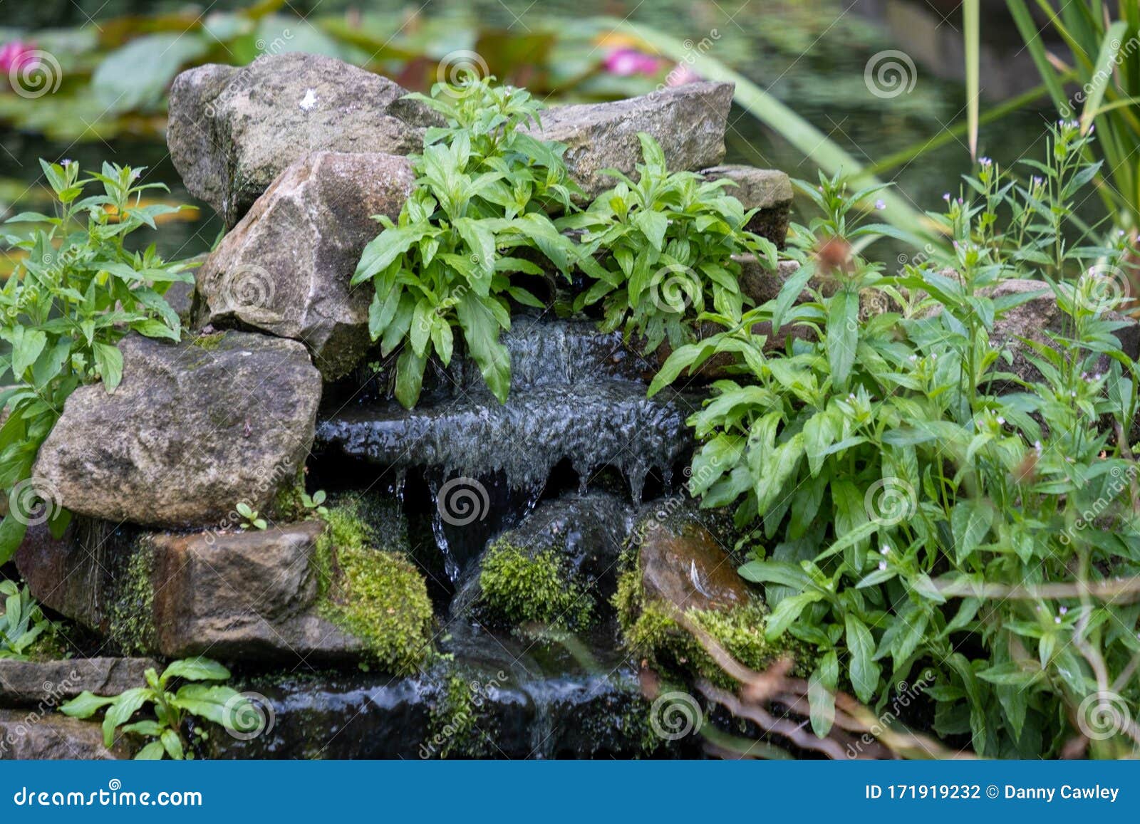 Small Waterfall in a Rockery Feature Stock Photo - Image of trickle ...
