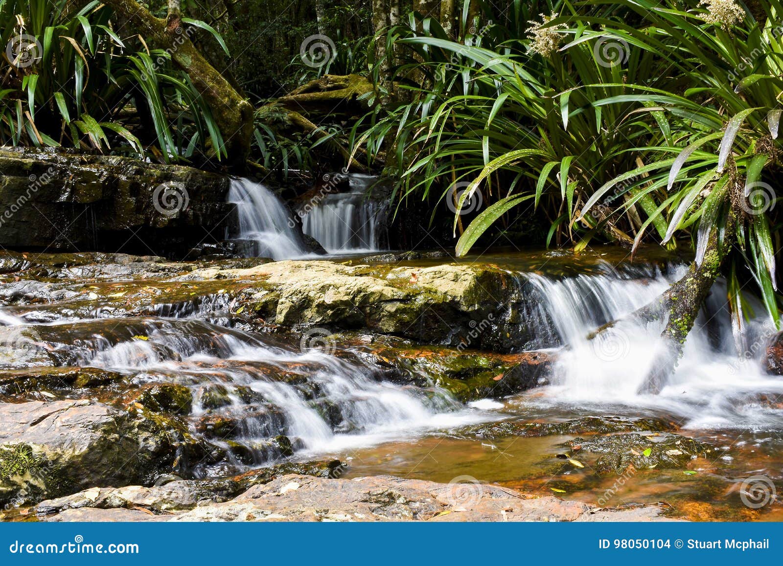 Small Waterfall in Springbrook National Park Stock Photo - Image of ...