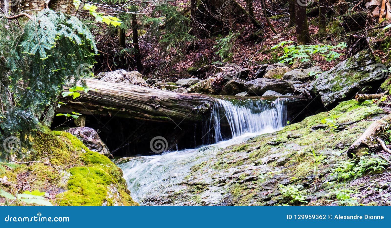 A Small Waterfall with Stones and an Old Tree Trunk Stock Photo - Image ...