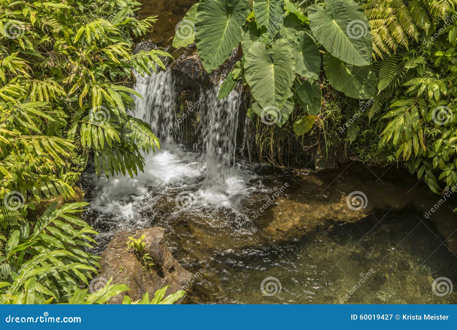 Small Waterfall into Stream in the Woods Stock Image - Image of leaves ...