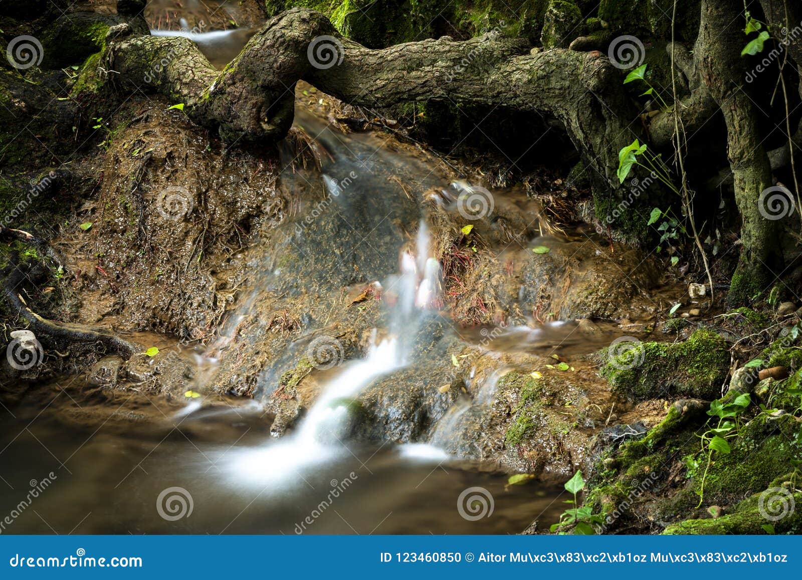 Small Cascade Flowing Under Tree Trunk in the Forest Stock Photo ...