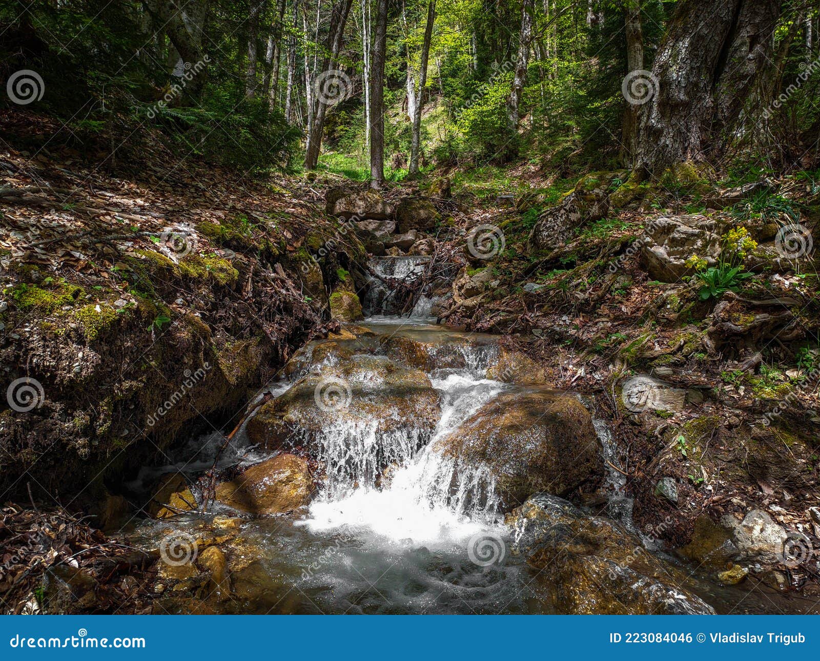 Temperate Deciduous Forest Spring