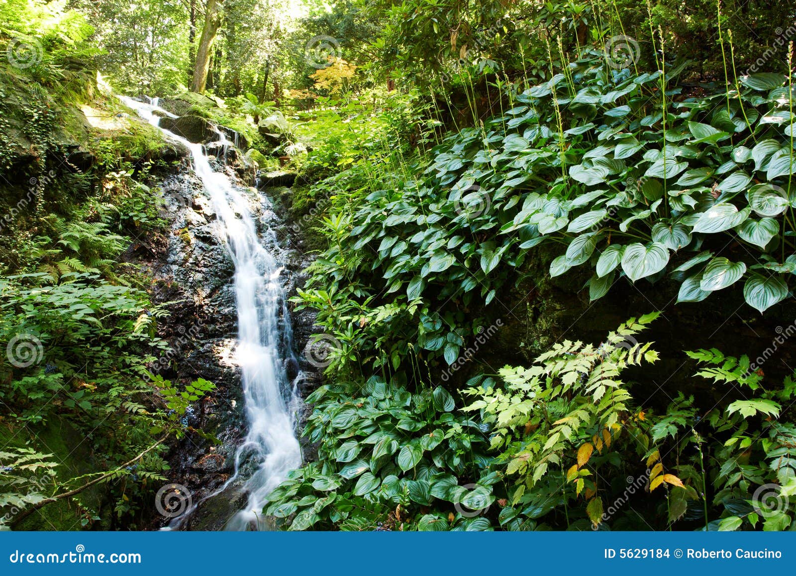 Small Waterfall in the Woods Stock Photo - Image of stone, alps: 5629184