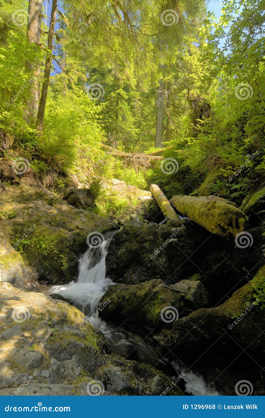 Small Waterfalls in Rain Forest Stock Photo - Image of west, plants ...