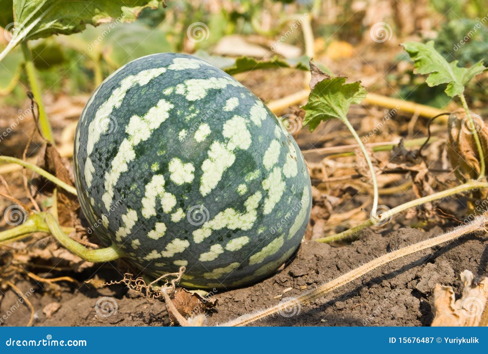 Small watermelon stock image. Image of prepare, sweet - 15676487