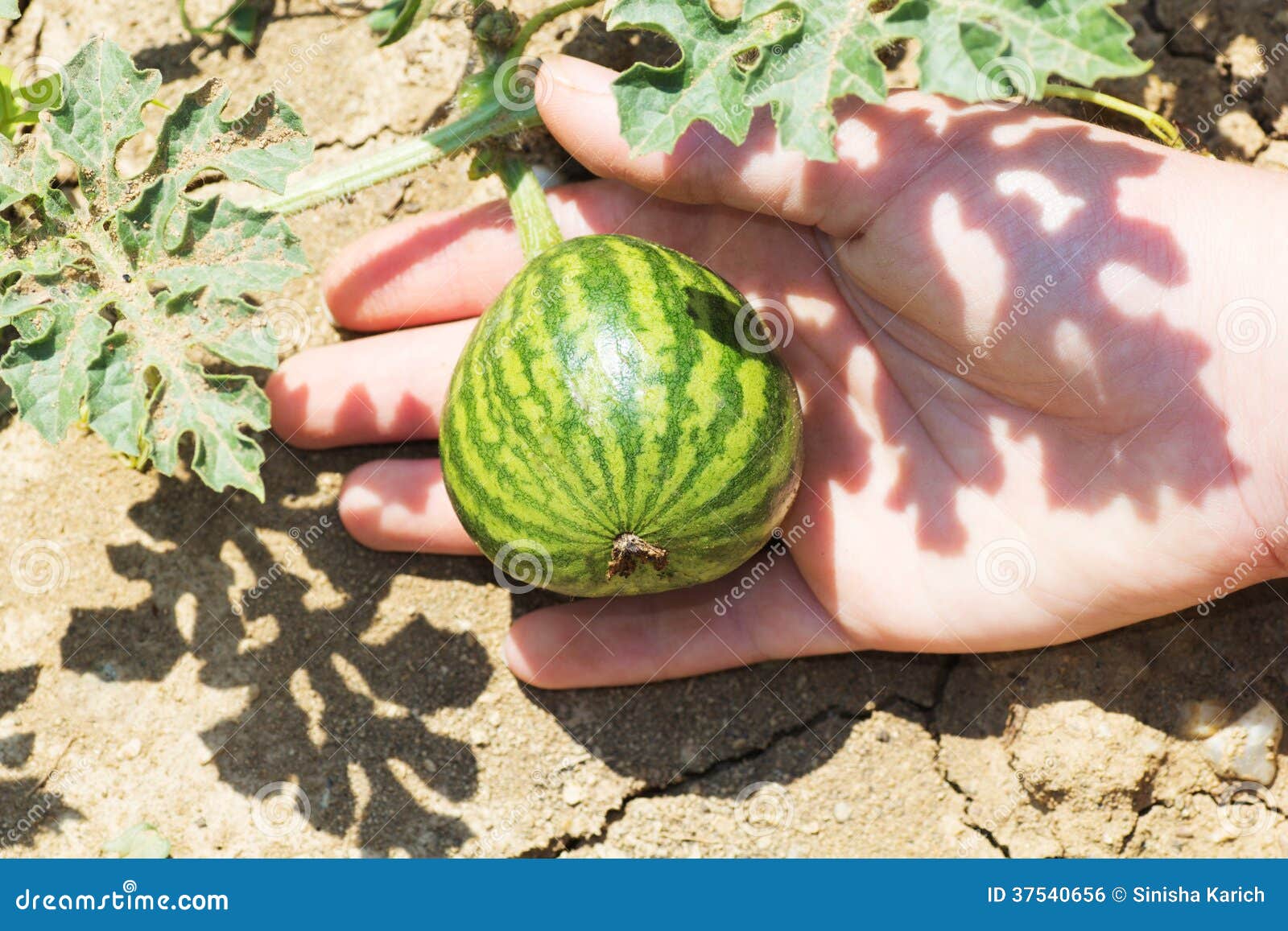 Small watermelon stock photo. Image of garden, field - 37540656
