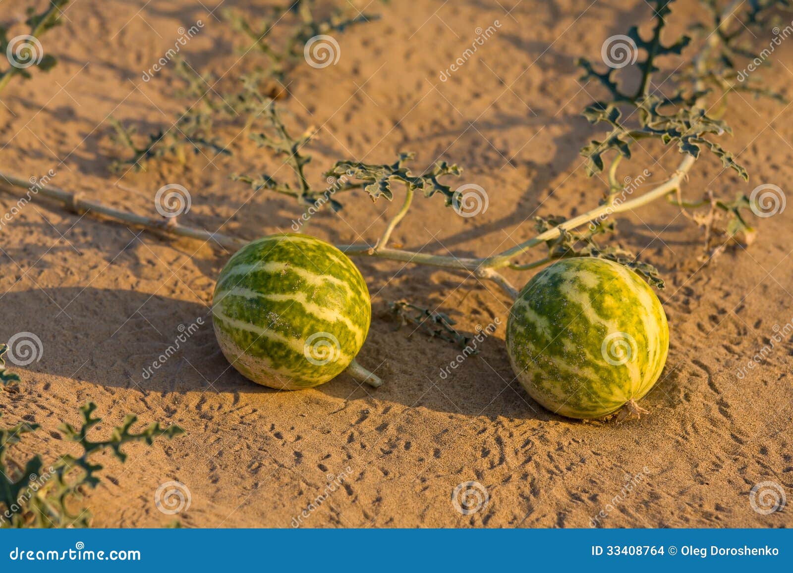 Small watermelon stock photo. Image of grow, field, bloom - 33408764
