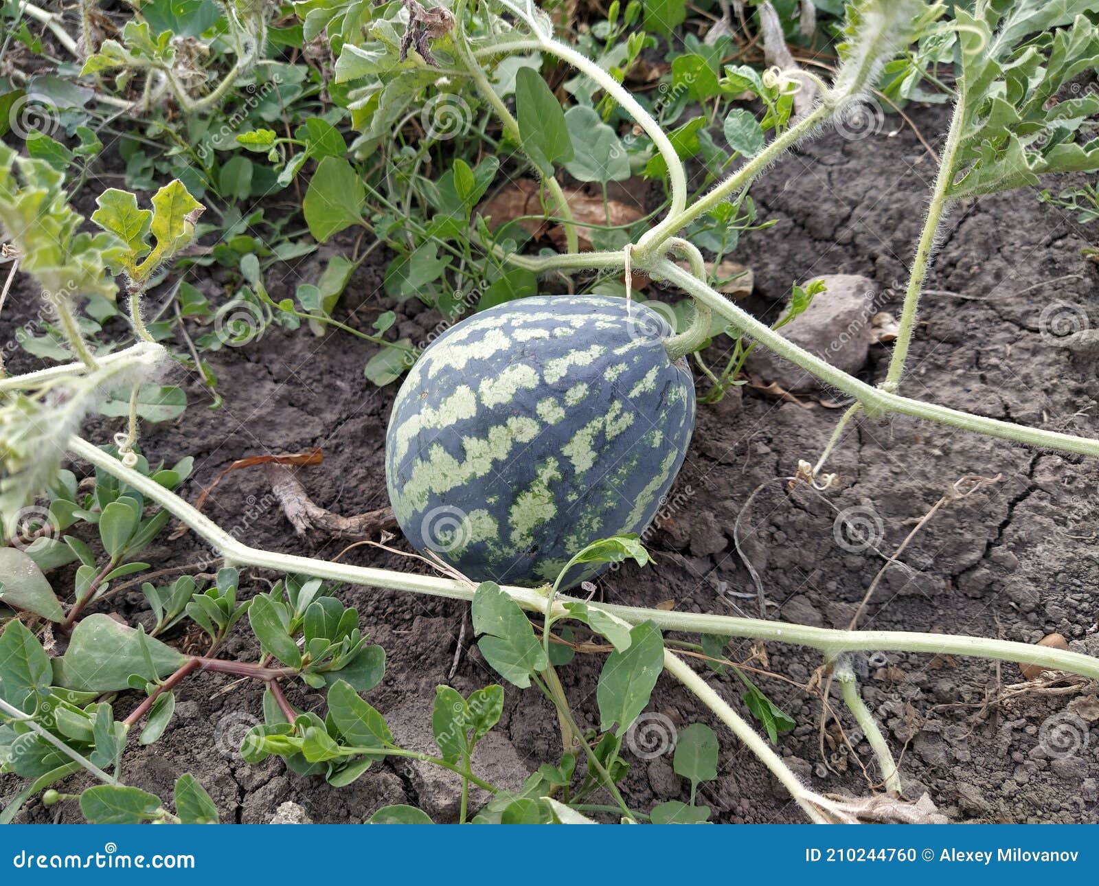 Small Watermelon Growing in the Field among Plants Stock Photo - Image ...