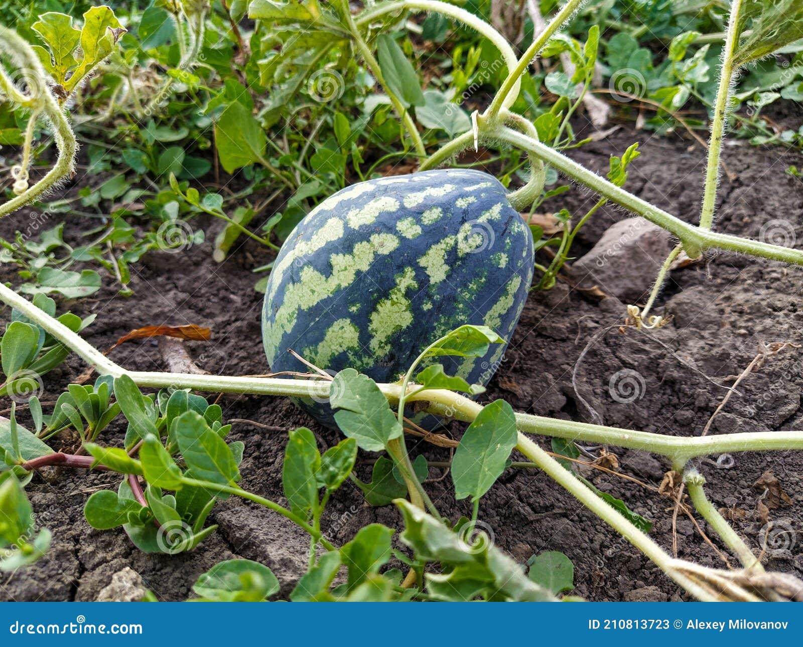 Small Watermelon Growing in the Field among Plants Stock Image - Image ...