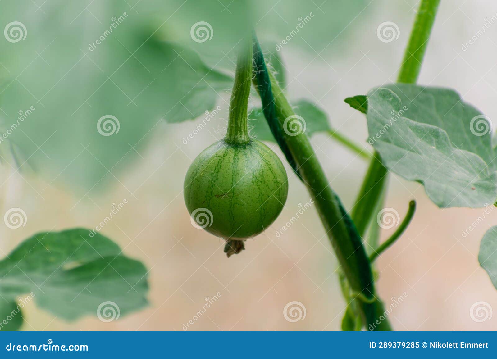 Small Watermelon Growing on Stem Stock Image - Image of healthy ...