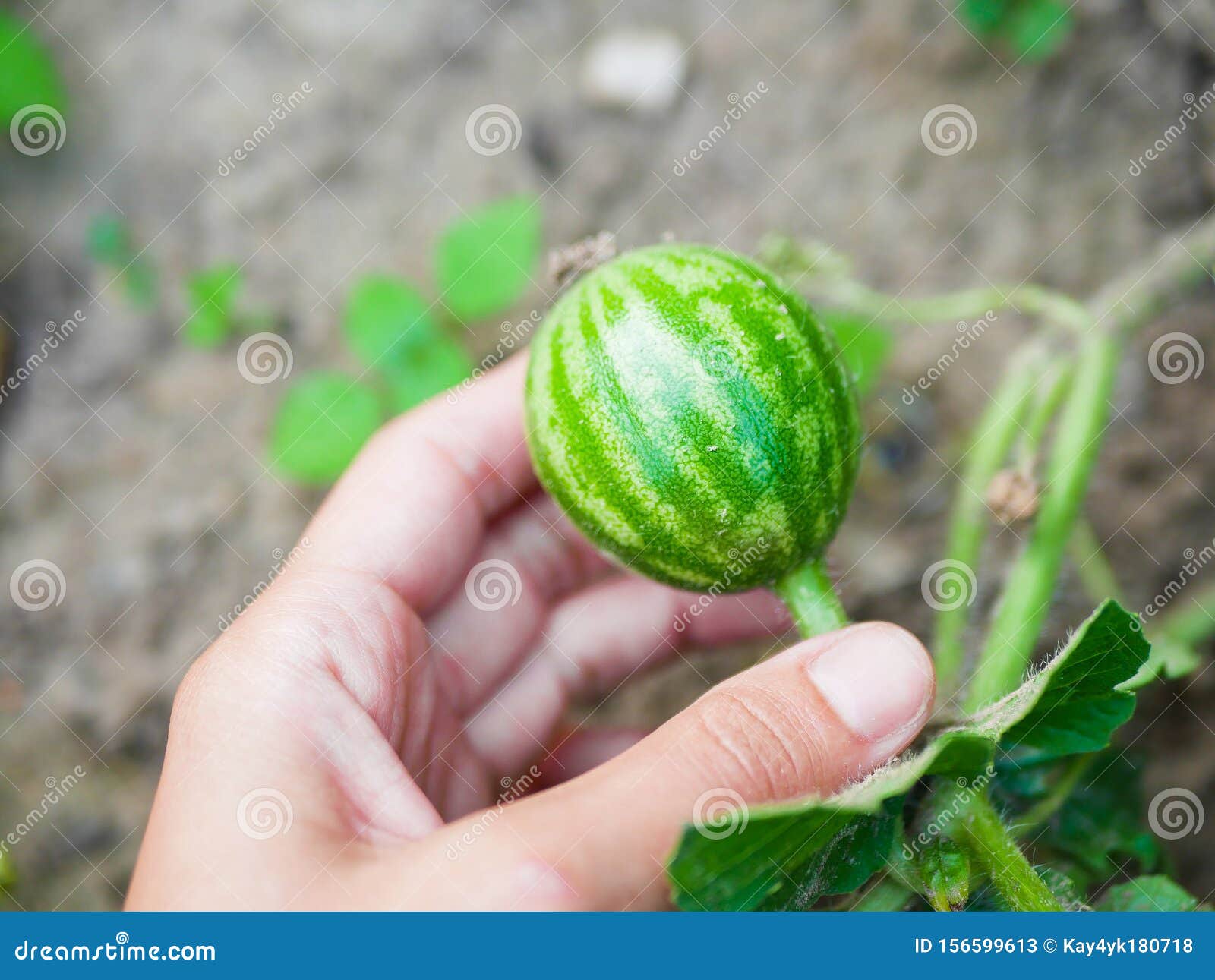Small Watermelon in the Hand. a Small Watermelon in the Hand Stock ...