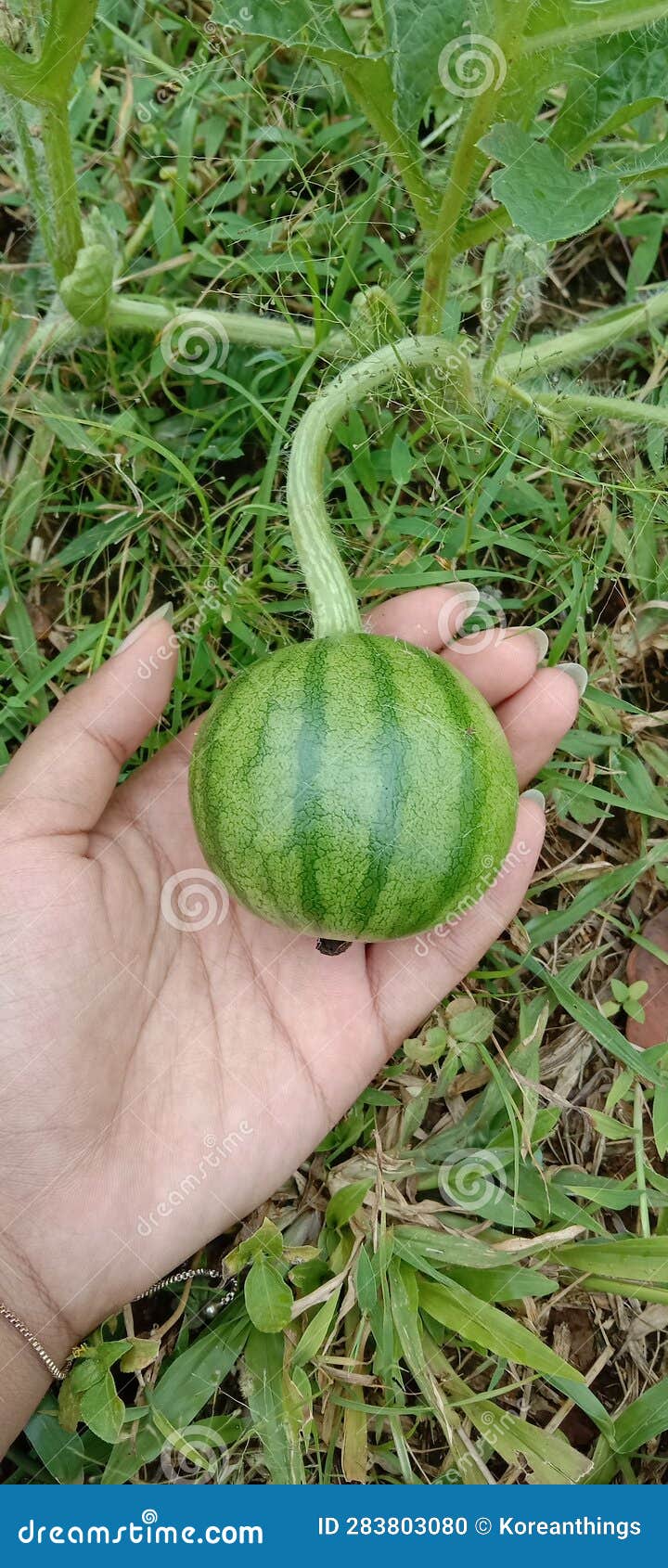 A small watermelon stock photo. Image of fruits, plants - 283803080