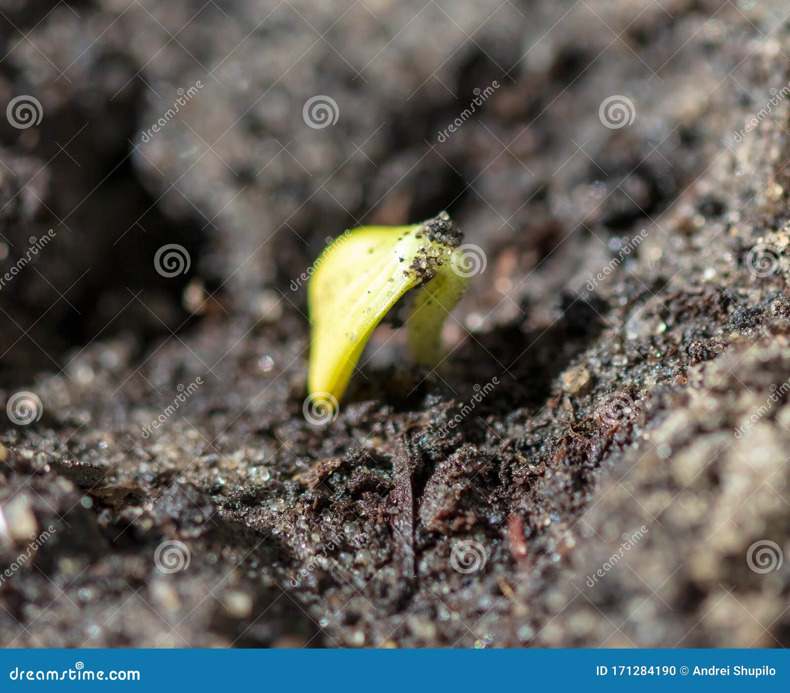 A Small Watermelon Plant Sprouts from the Ground Stock Photo - Image of ...