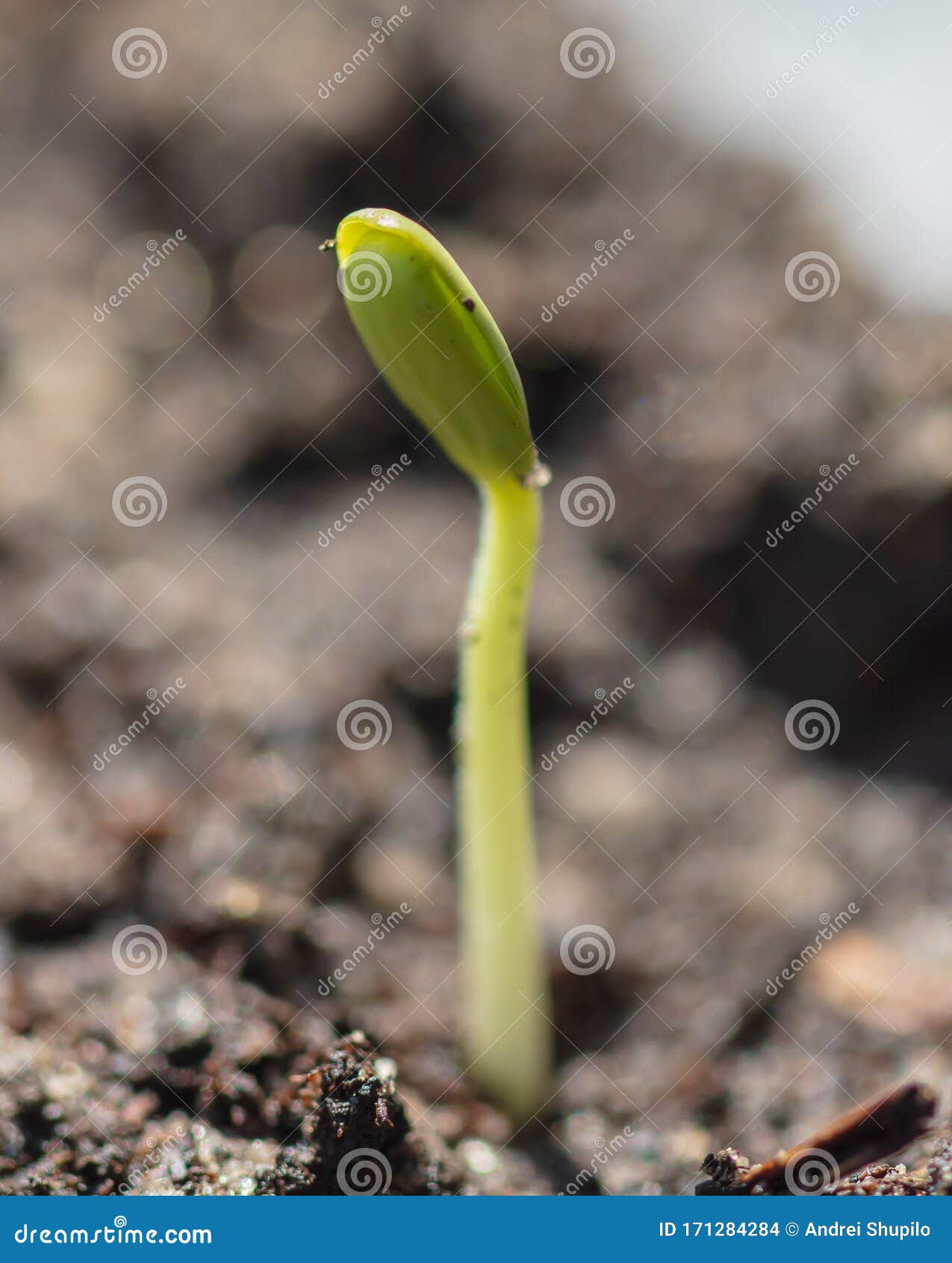 A Small Watermelon Plant Sprouts from the Ground Stock Photo - Image of ...