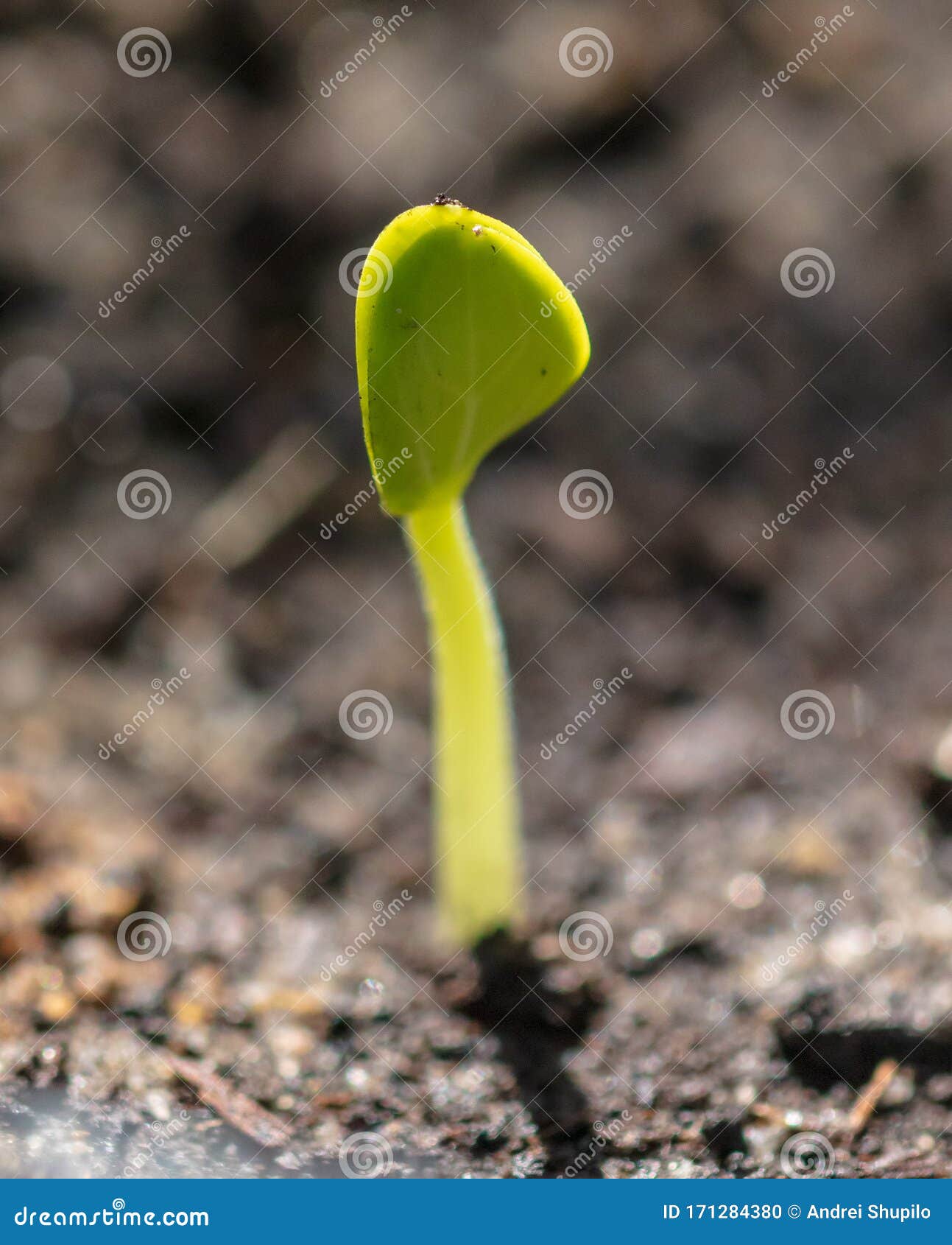 A Small Watermelon Plant Sprouts from the Ground Stock Photo - Image of ...