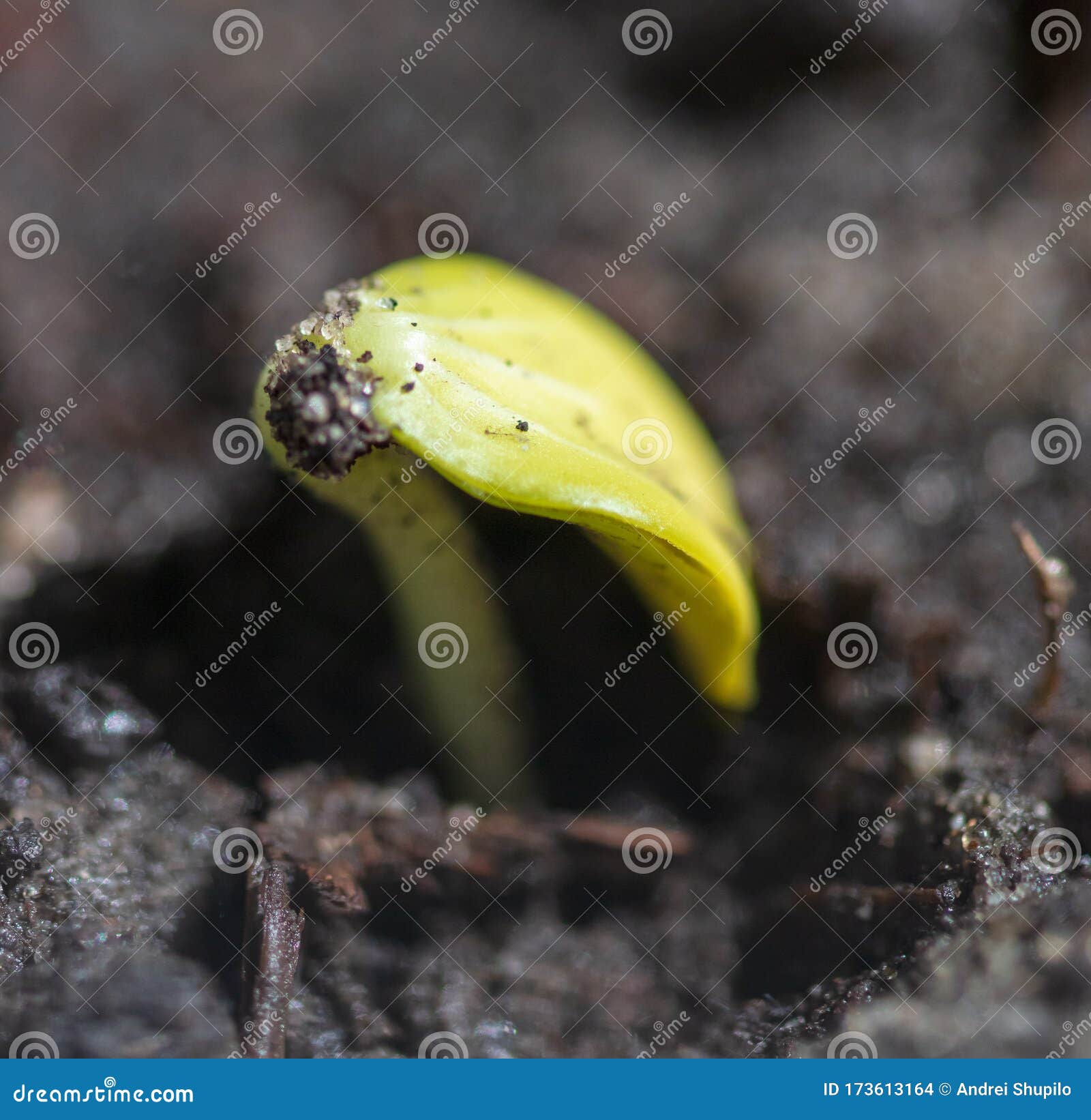 A Small Watermelon Plant Sprouts from the Ground Stock Photo - Image of ...