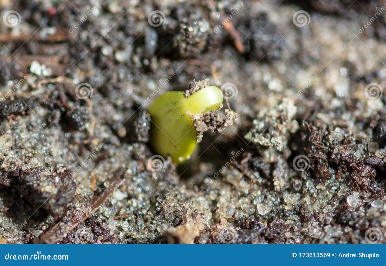 A Small Watermelon Plant Sprouts from the Ground Stock Image - Image of ...