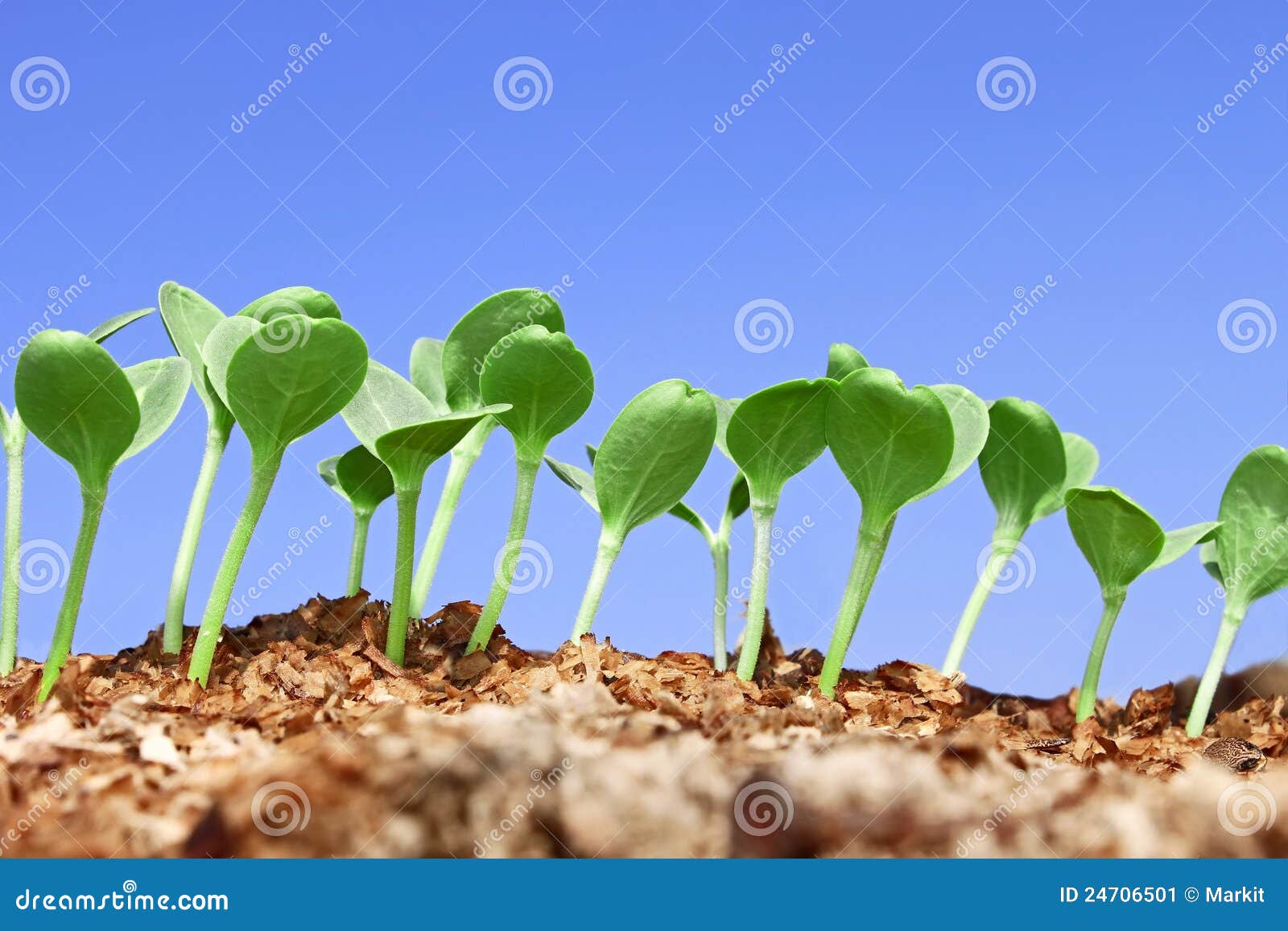 Small Watermelon Seedling Against Blue Sky Stock Image - Image of ...