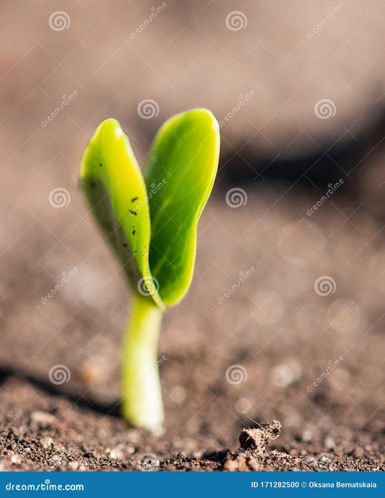 Small Watermelon Sprout from the Ground Stock Photo - Image of sprout ...
