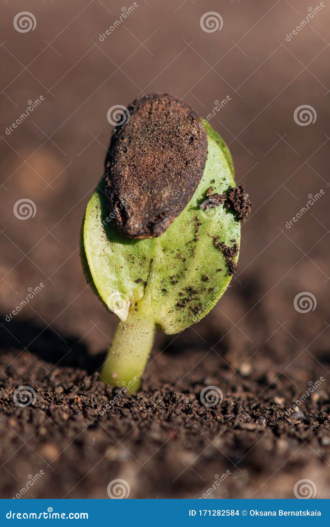 Small Watermelon Sprout from the Ground Stock Photo - Image of plant ...