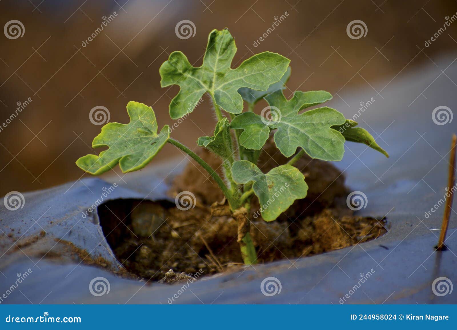 Small Watermelon Tree Growing Stock Photo - Image of greenhouse ...