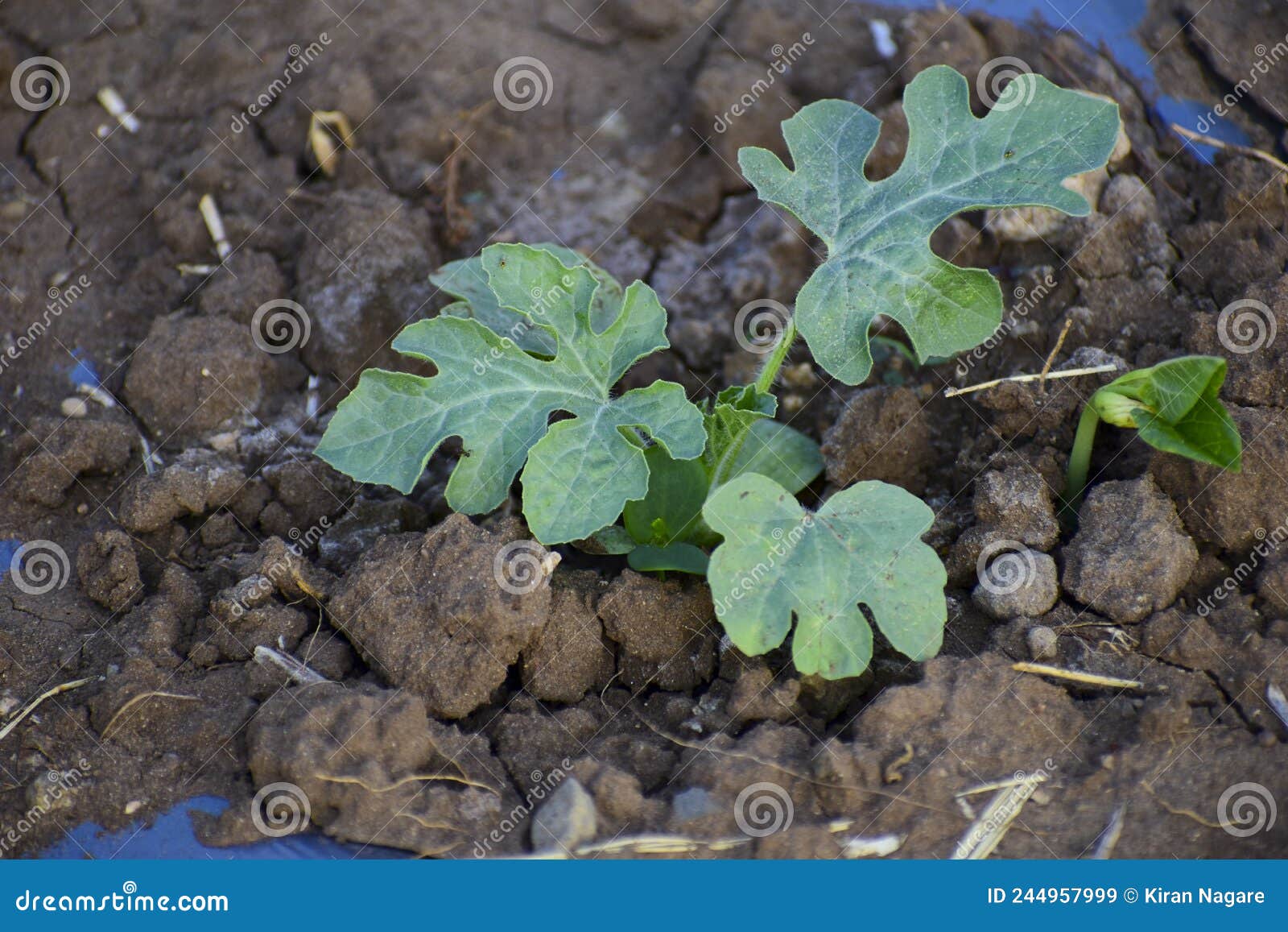 Small Watermelon Tree Growing Stock Image - Image of ground, fresh ...