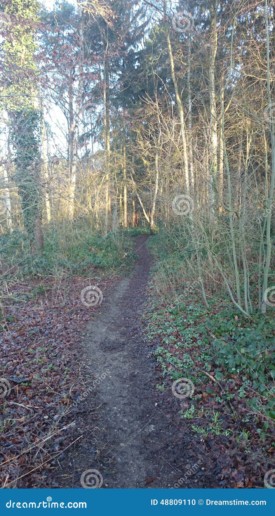 A small way into forest stock photo. Image of small, forest - 48809110