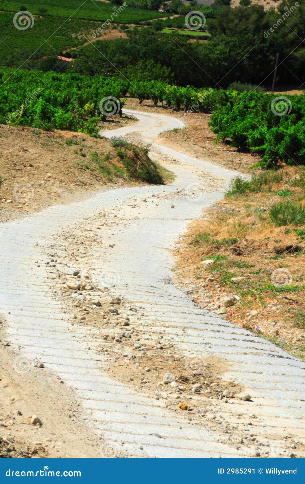 Small Way through the Vines Stock Image - Image of desert, curve: 2985291