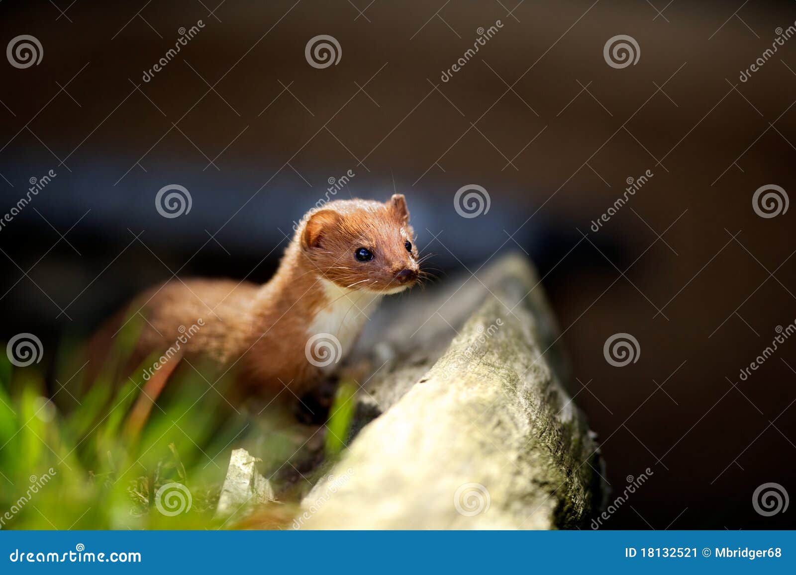 A small weasel stock image. Image of outdoor, carnivore - 18132521