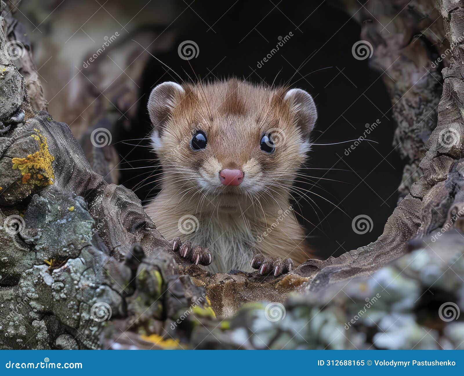 A Small Weasel Peeking Out of a Hole in a Tree Stock Image - Image of ...