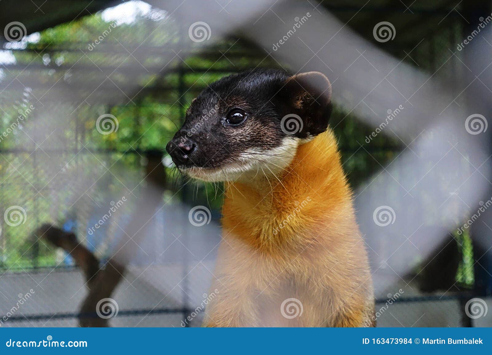 Small weasel in a cage stock photo. Image of carnivore - 163473984