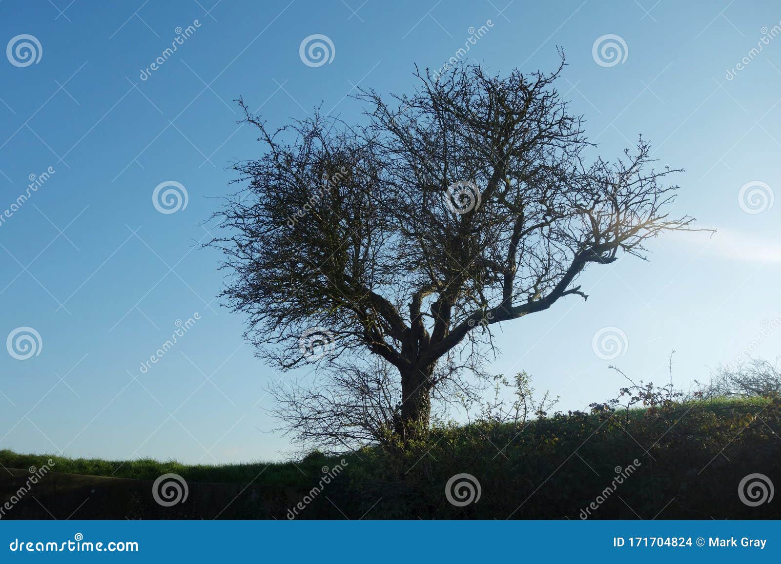 Small Weathered Tree stock photo. Image of stunted, weathered - 171704824