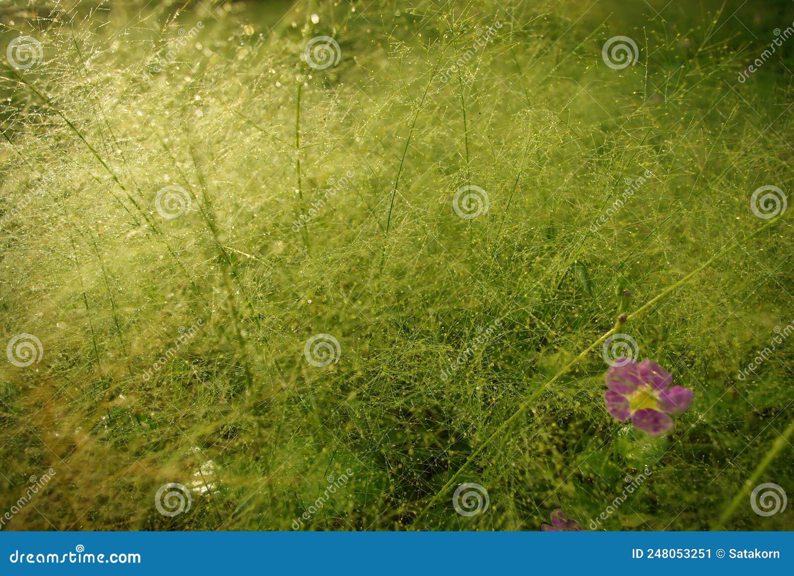 Small Weed Flower in the Gold Light in the Morning Stock Image - Image ...