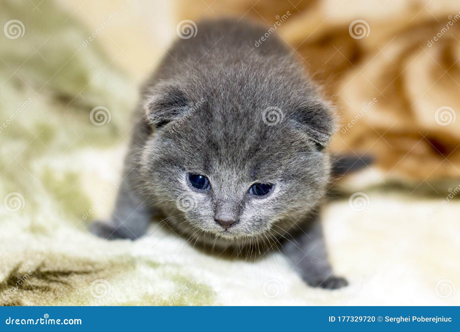 Small 2 Week Old Scottish Fold Kitten Stock Photo - Image of leisure ...