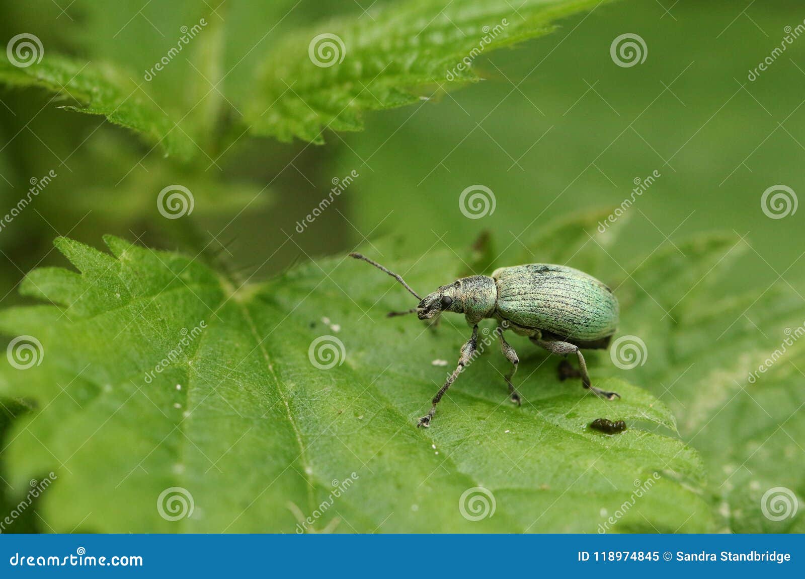A Small Weevil Phyllobius Perching on a Stinging Nettle Leaf. Stock ...