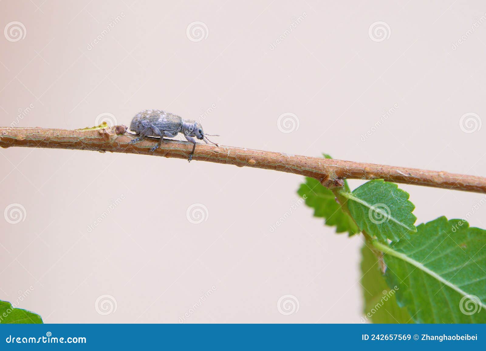 Small weevil stock image. Image of animals, curculio - 242657569