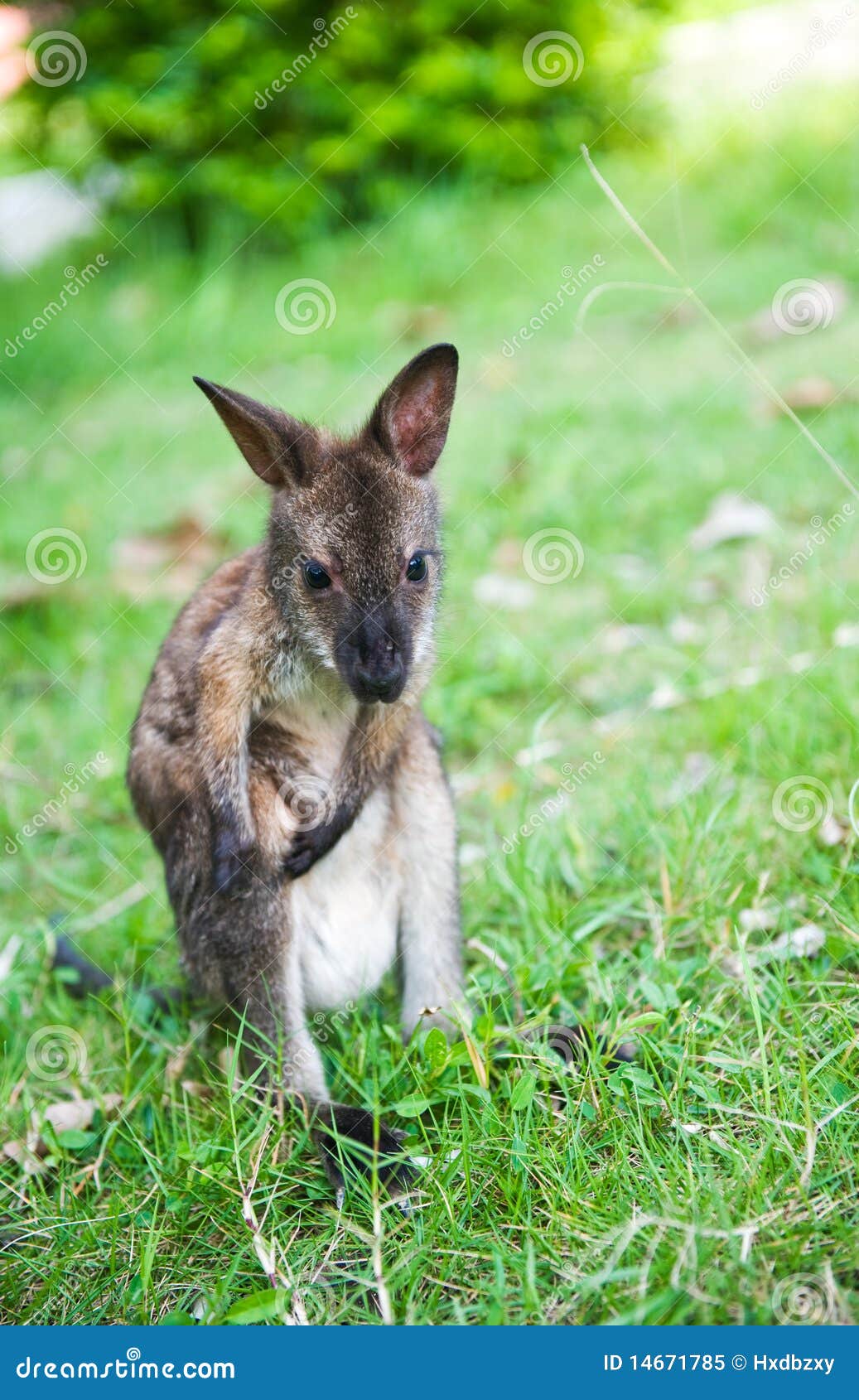 Small Western Grey Kangaroos Stock Image - Image of wild, small: 14671785