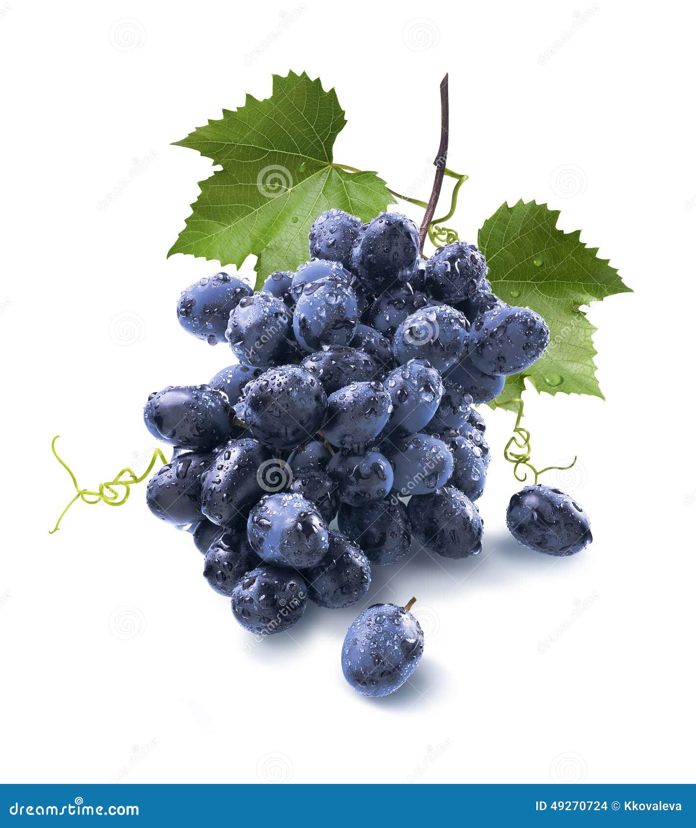 Small Wet Blue Grapes Bunch and Leaves Isolated on White Stock Photo ...