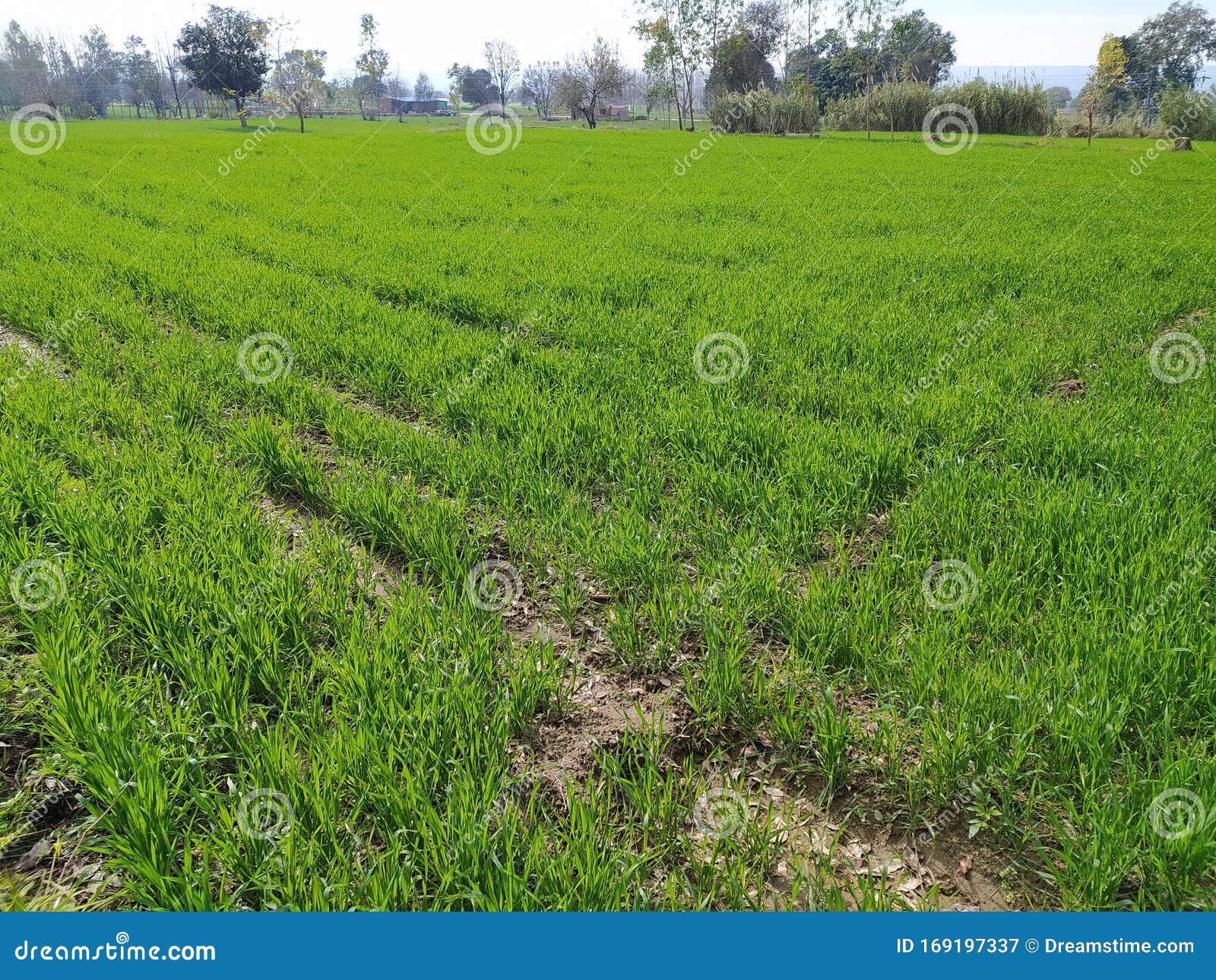 Wheat field in India. stock image. Image of india, cold - 169197337