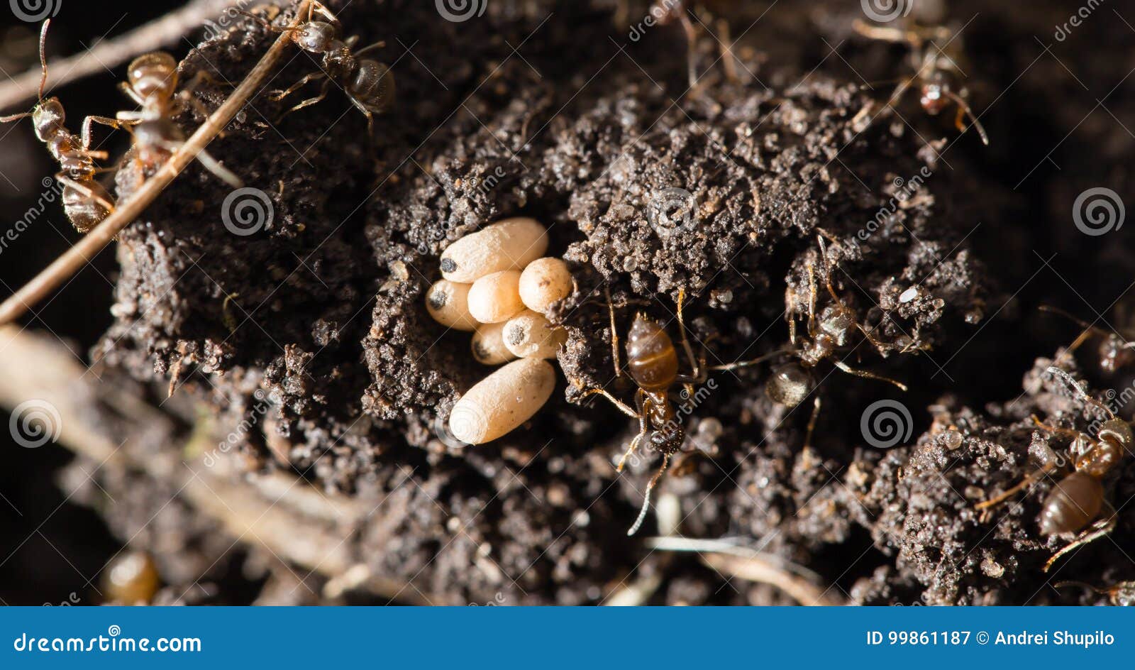Small White Ant Larvae in Nature Stock Image - Image of larva, animal ...
