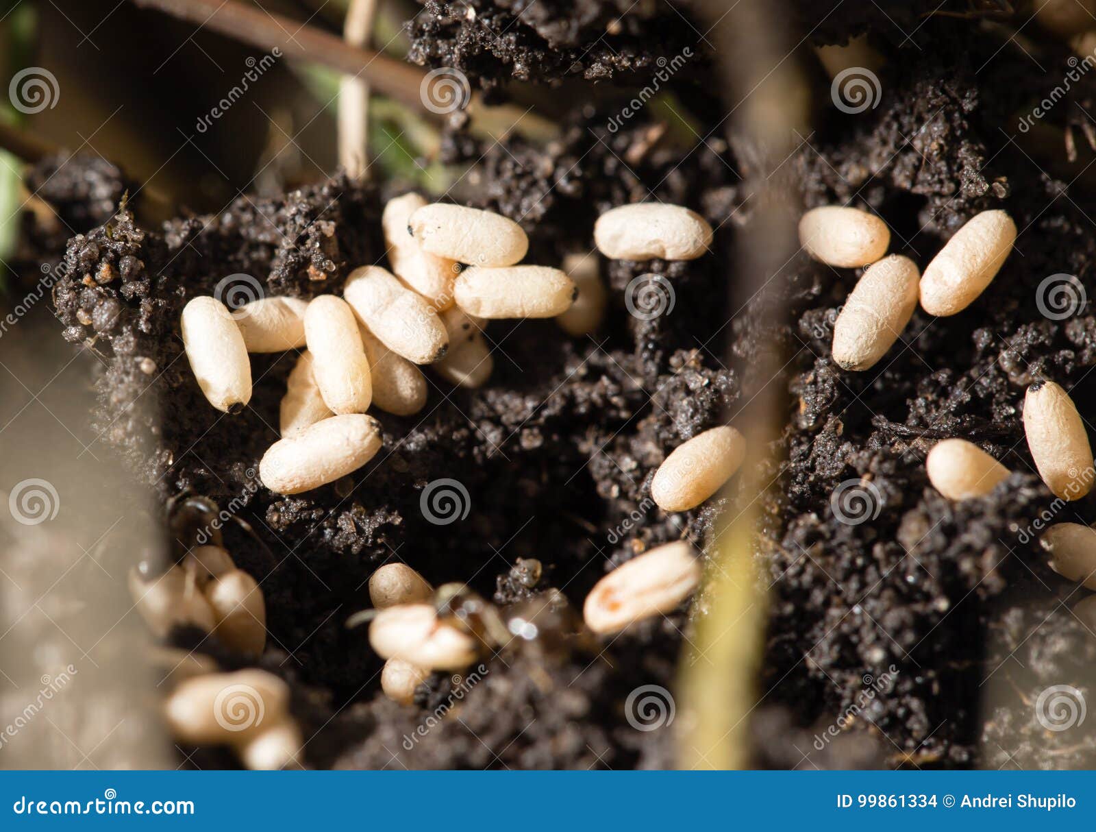 Small White Ant Larvae in Nature Stock Photo - Image of fauna, small ...