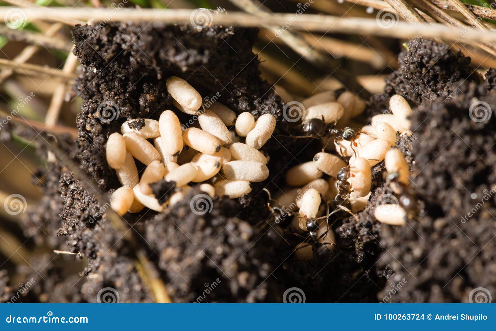 Small White Ant Larvae in Nature Stock Photo - Image of wildlife ...