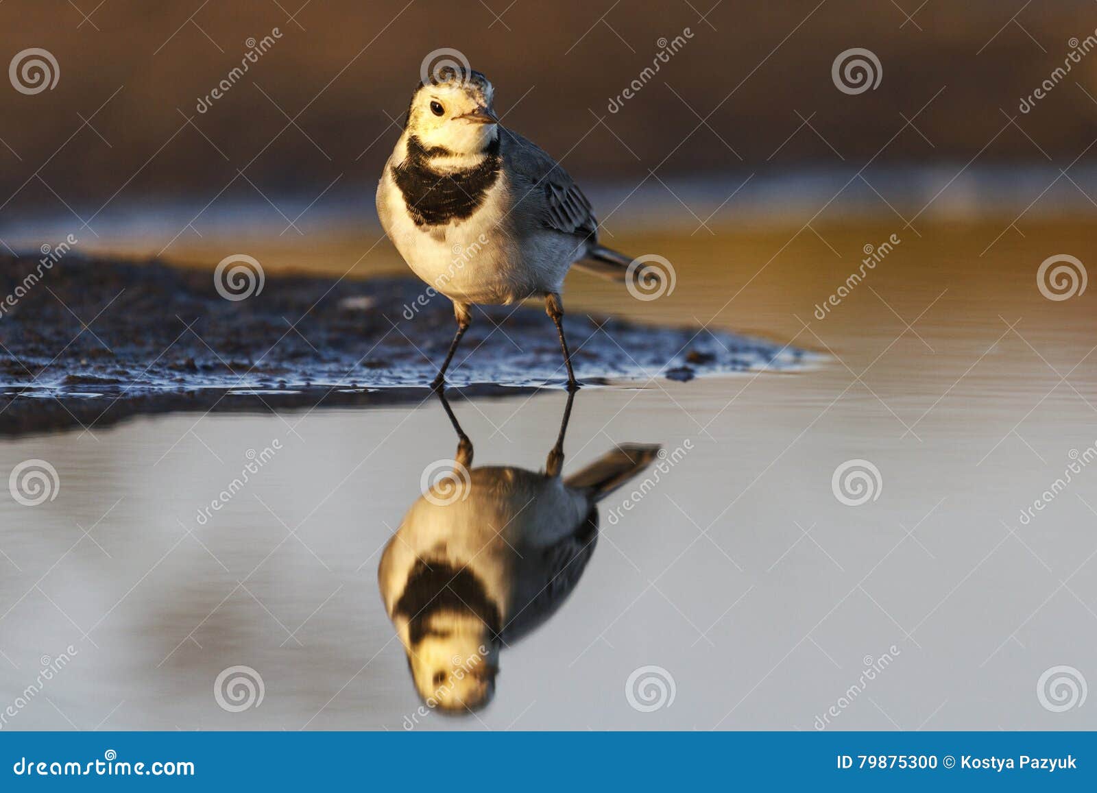 Small White Bird and Reflection in Water Stock Photo - Image of europe ...